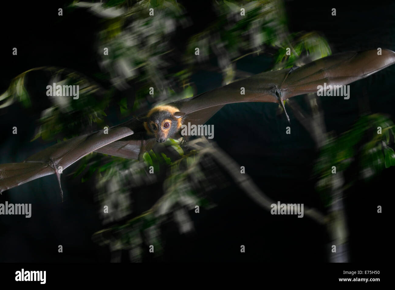 Brillentragende Flying Fox, North QLD Australien Stockfotografie - Alamy