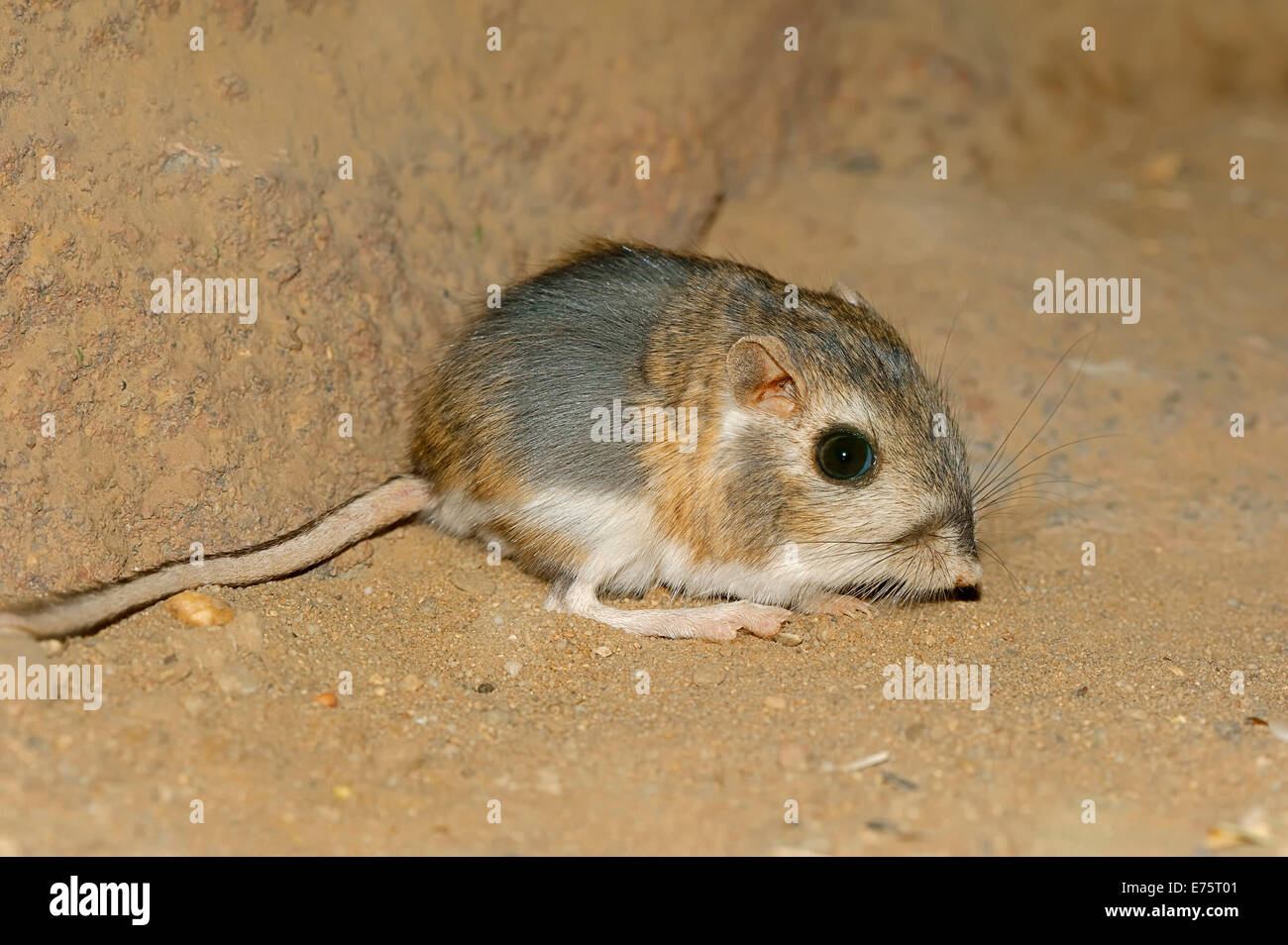 Merriam Kängururatte (Dipodomys Merriami), ursprünglich aus südlichen ...