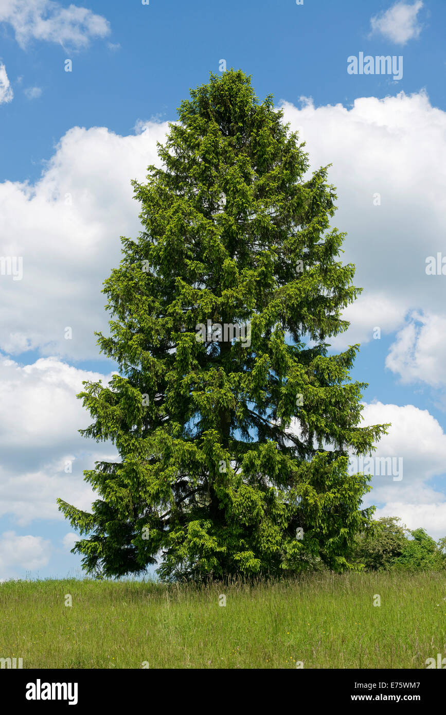 Norway spruce picea abies -Fotos und -Bildmaterial in hoher Auflösung ...