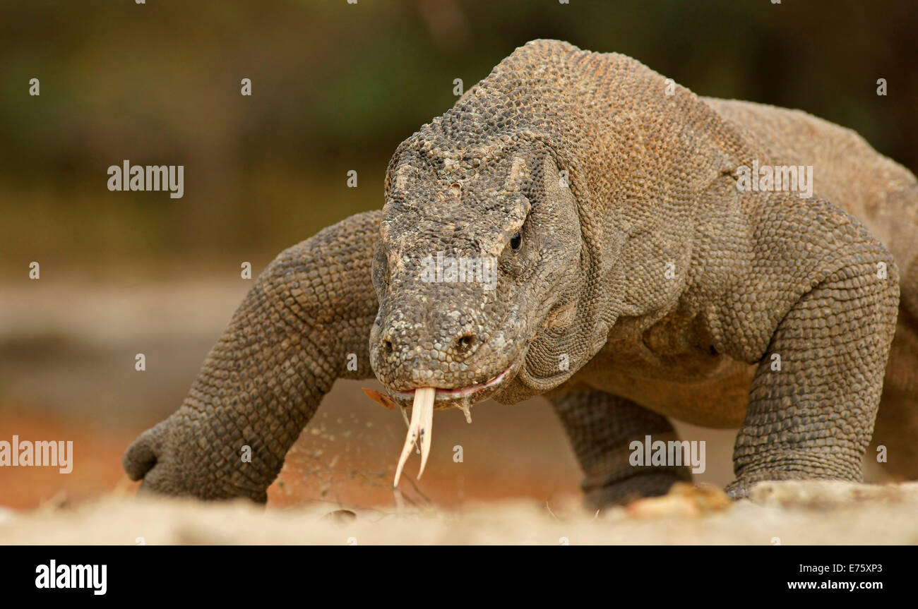 Komodo-Waran (Varanus Komodoensis), Rinca Insel Komodo National Park ...