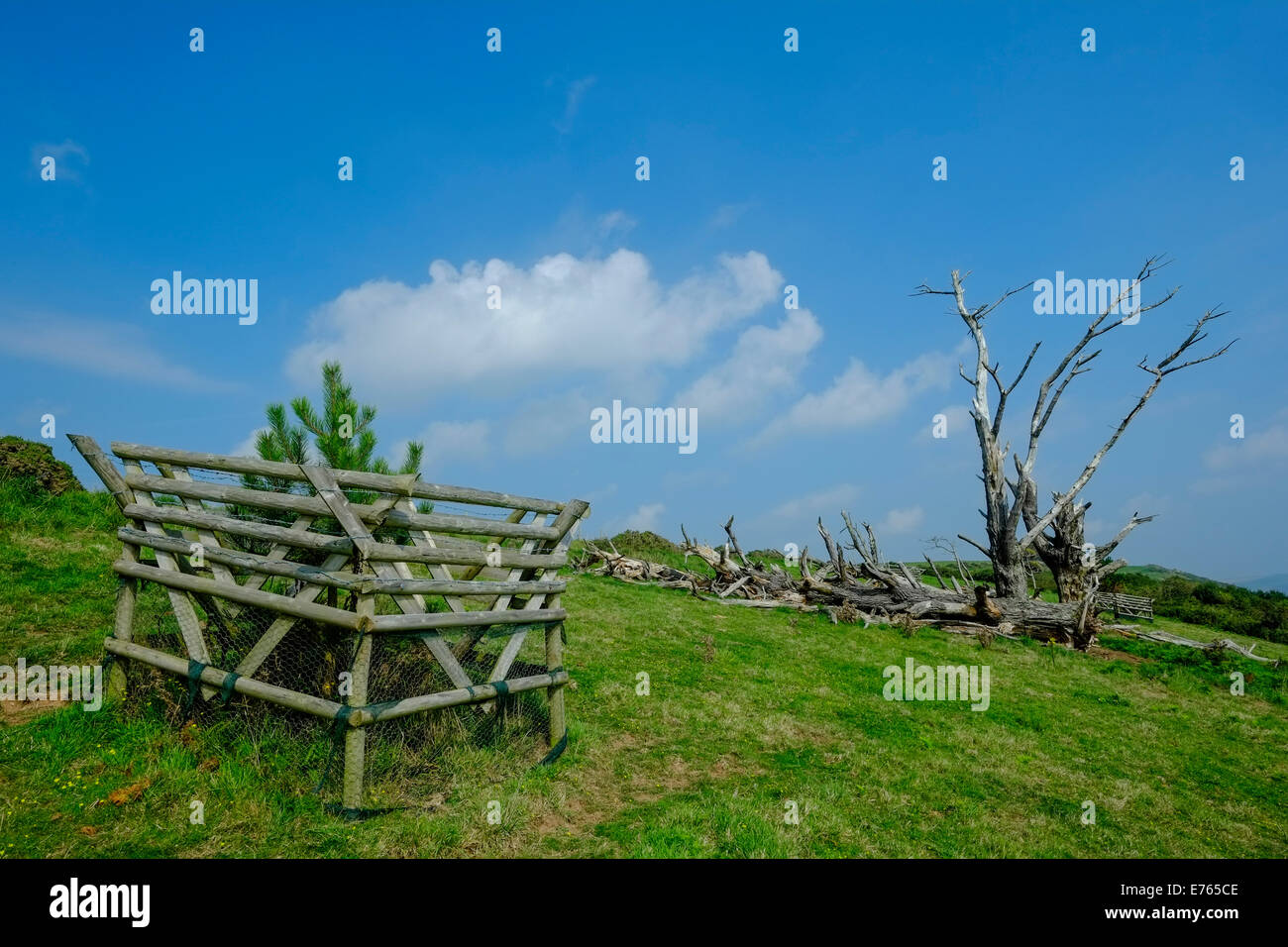 Monterey pine wood -Fotos und -Bildmaterial in hoher Auflösung – Alamy