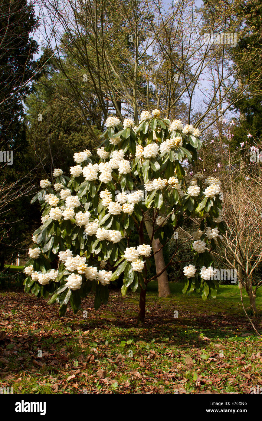 Big Tree Rhododendron (Rhododendron Protistum var. Giganteum) blühen im ...