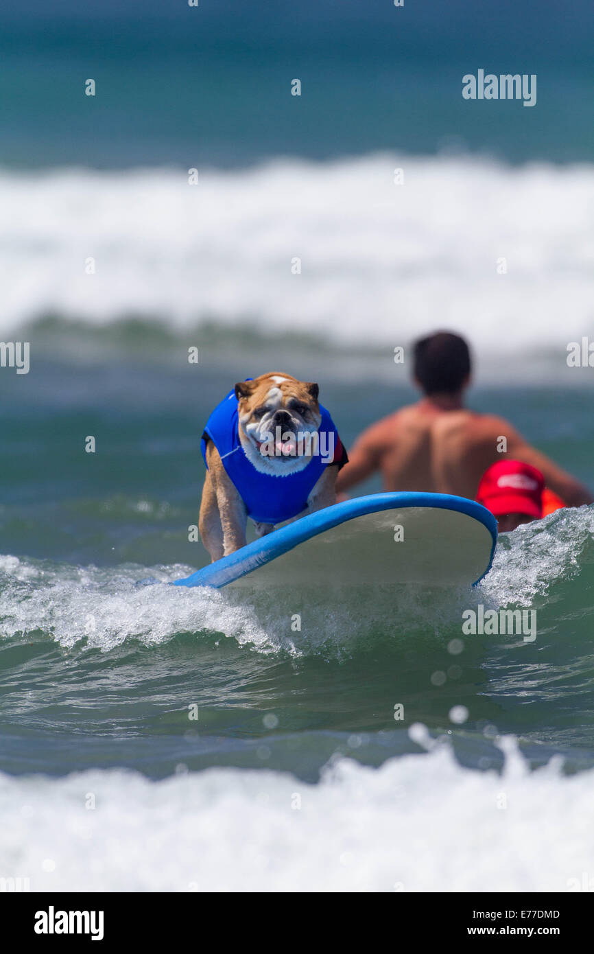 Delmar, CA, USA. 7. Sep, 2014. Hund Surf-A-Thon, Surf, Surf Dog ...