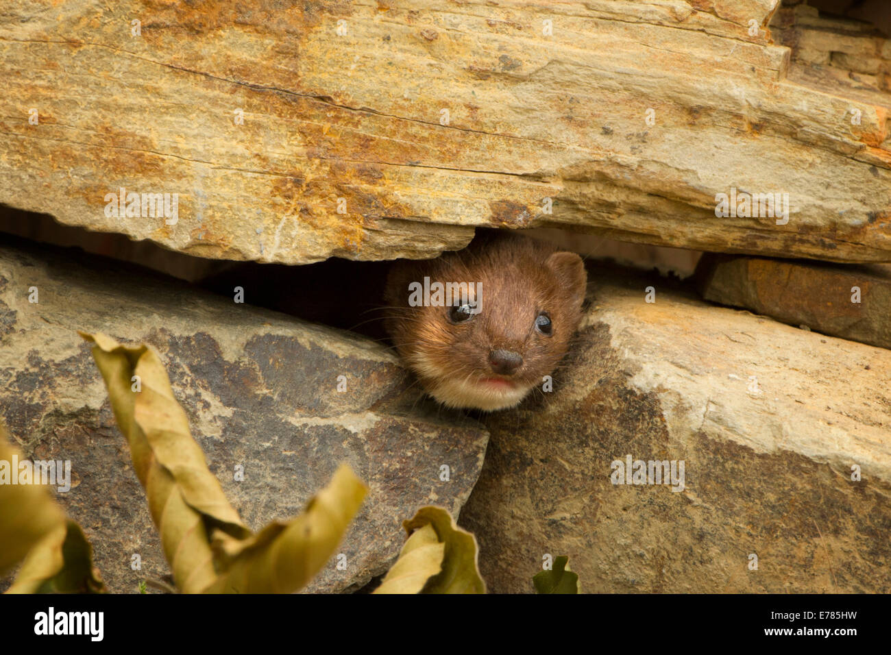 Wiesel wiesel familie -Fotos und -Bildmaterial in hoher Auflösung – Alamy