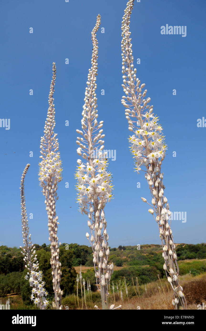 Mittelmeer squill -Fotos und -Bildmaterial in hoher Auflösung – Alamy