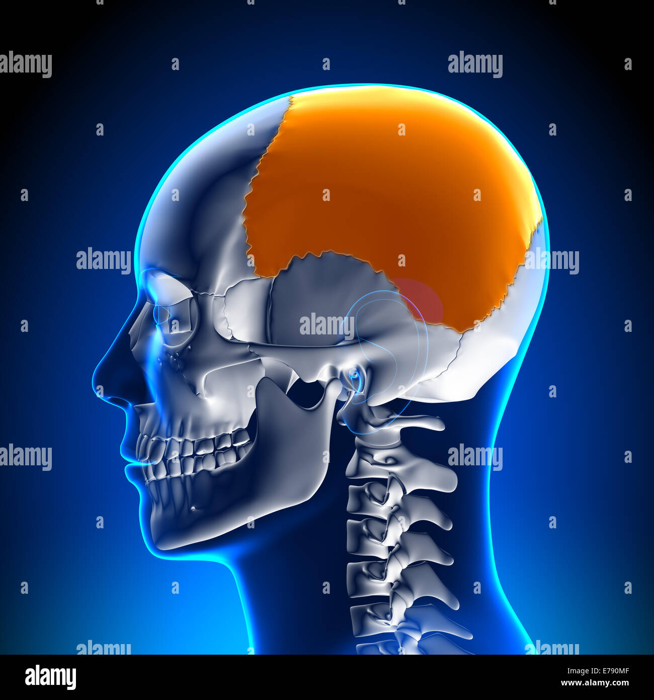 Parietal bone -Fotos und -Bildmaterial in hoher Auflösung – Alamy