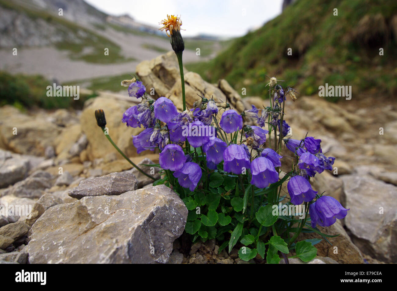 Alpenblumen wachsen auf dem Pilatus, Schweiz Stockfotografie - Alamy