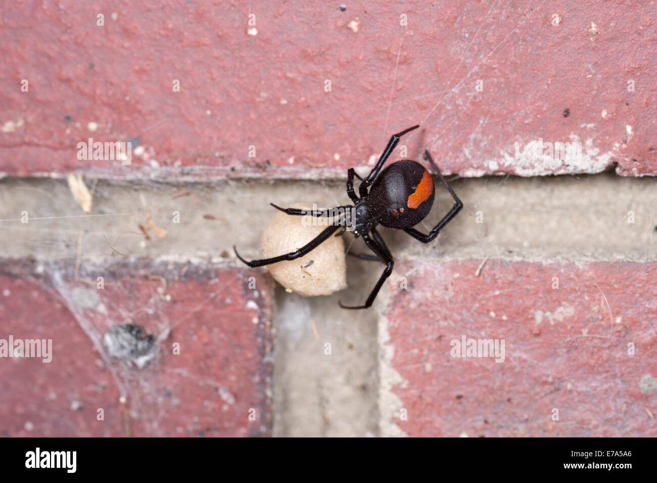 Red back spider -Fotos und -Bildmaterial in hoher Auflösung – Alamy