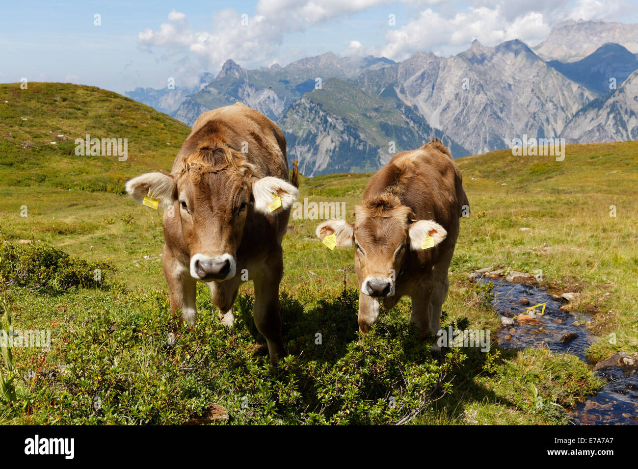 Alpen kühe -Fotos und -Bildmaterial in hoher Auflösung – Alamy