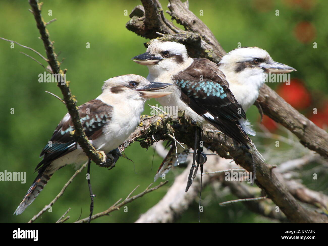 Cucaburra comun -Fotos und -Bildmaterial in hoher Auflösung – Alamy