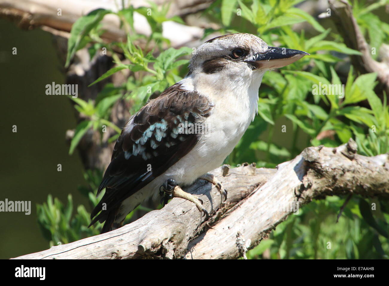 Cucaburra comun -Fotos und -Bildmaterial in hoher Auflösung – Alamy