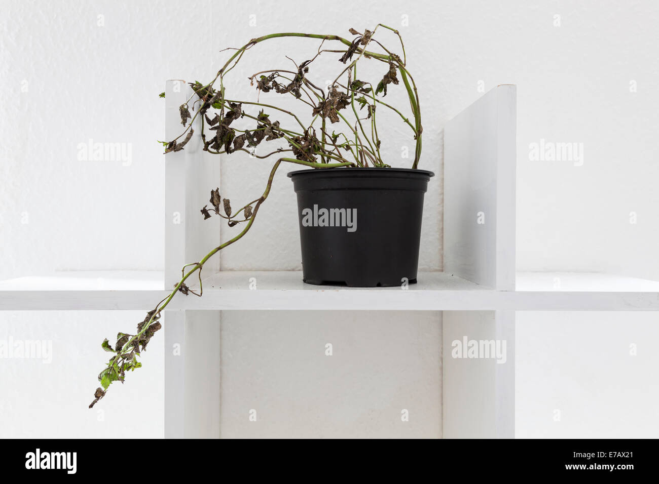 Tote topfpflanzen Stockfotos und -bilder Kaufen - Alamy