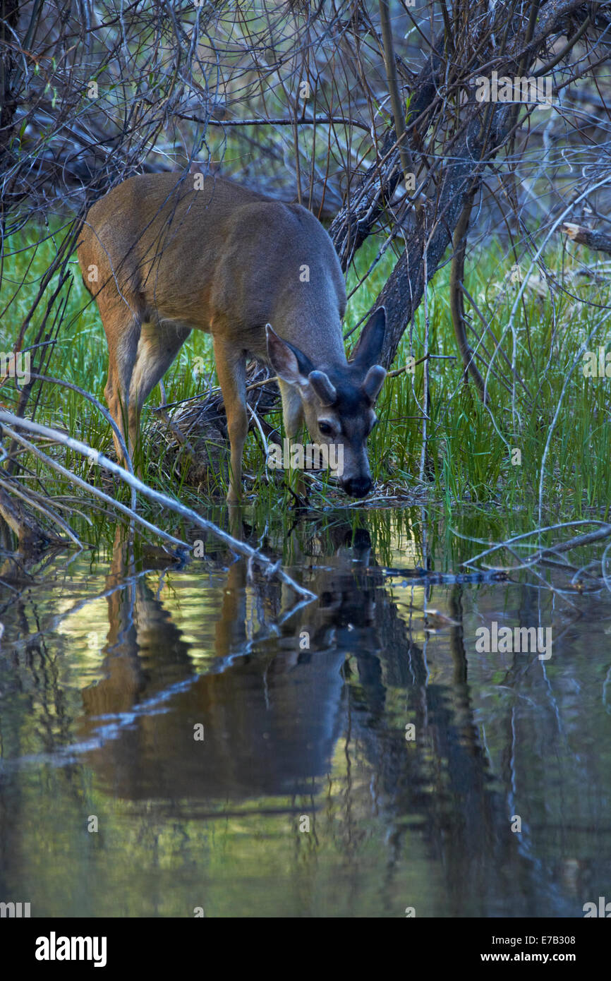 Mule creek -Fotos und -Bildmaterial in hoher Auflösung – Alamy