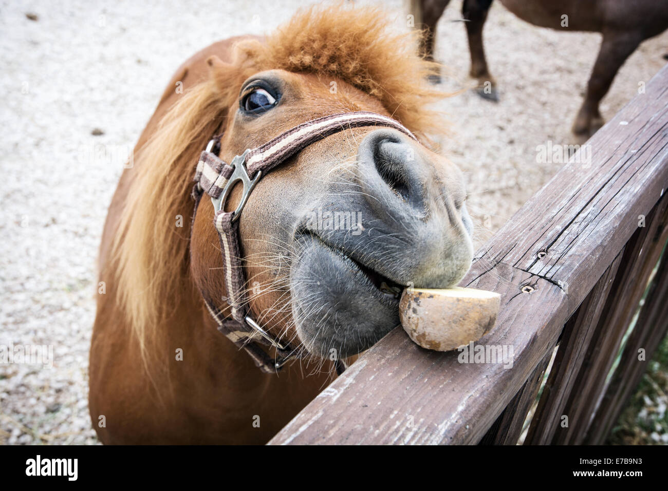 Falabella Pony Pferd Erziehung Und Eigenschaften Fohlen an das Halfter ...