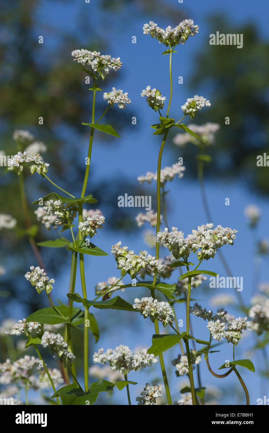 Buchweizen pflanze -Fotos und -Bildmaterial in hoher Auflösung – Alamy