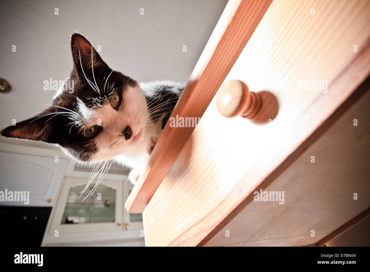 Hitler cat -Fotos und -Bildmaterial in hoher Auflösung – Alamy