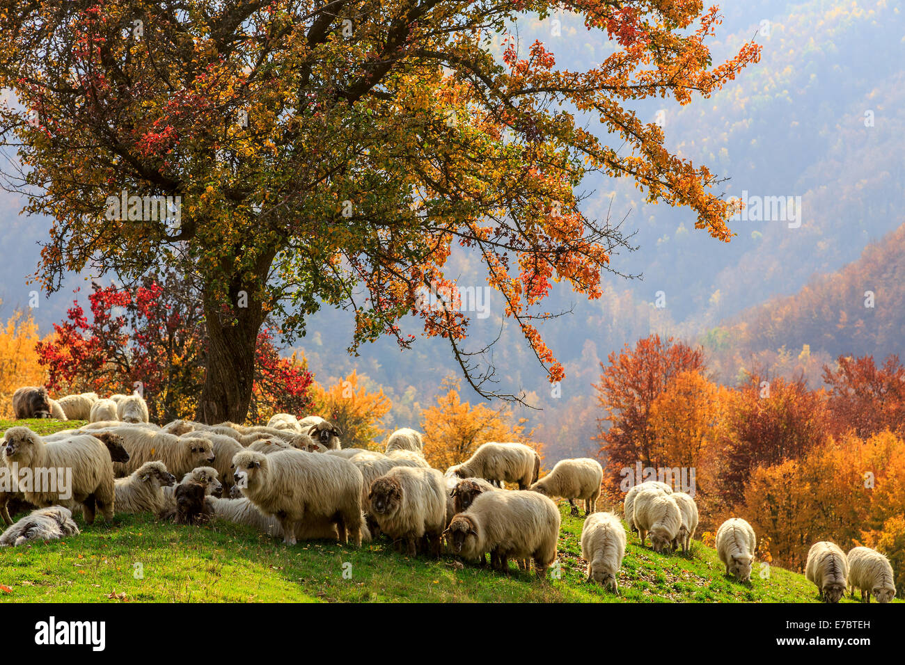 Shepherd Romanian Dog Stockfotos und -bilder Kaufen - Alamy