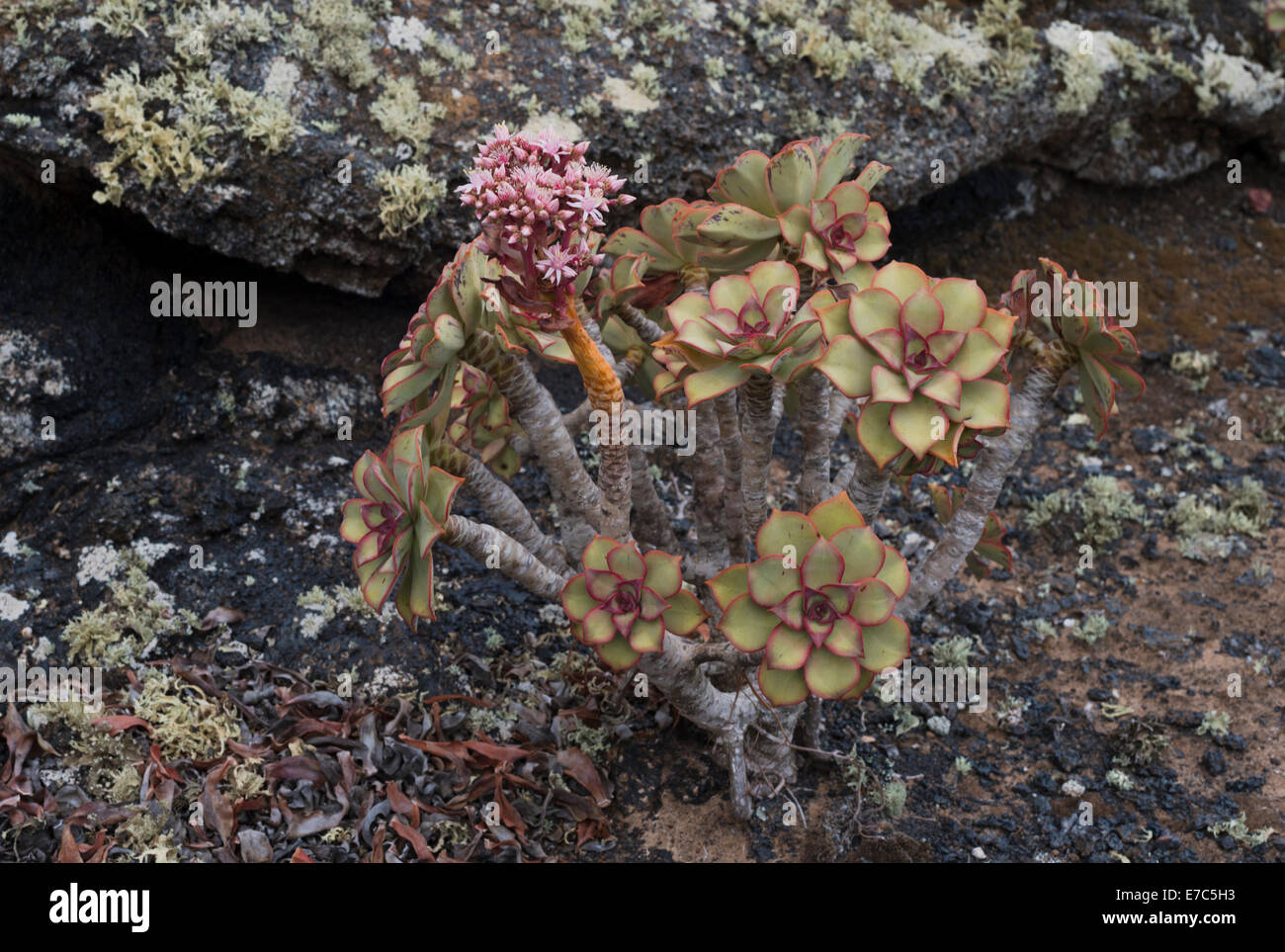 Lanzarote aeonium aeonium lancerottense -Fotos und -Bildmaterial in ...