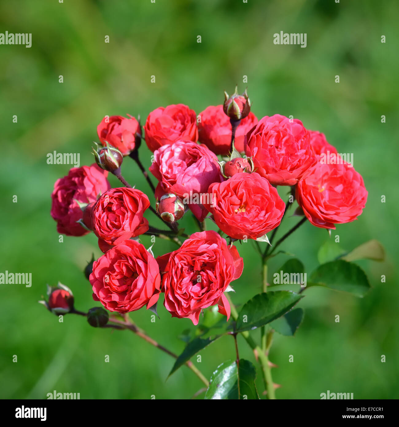 Rosenstrauch garten -Fotos und -Bildmaterial in hoher Auflösung – Alamy