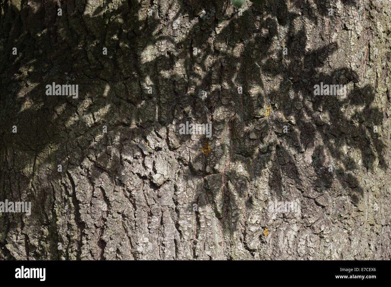Esche (Fraxinus Excelsior). Stamm von einem ausgewachsenen Baum mit ...