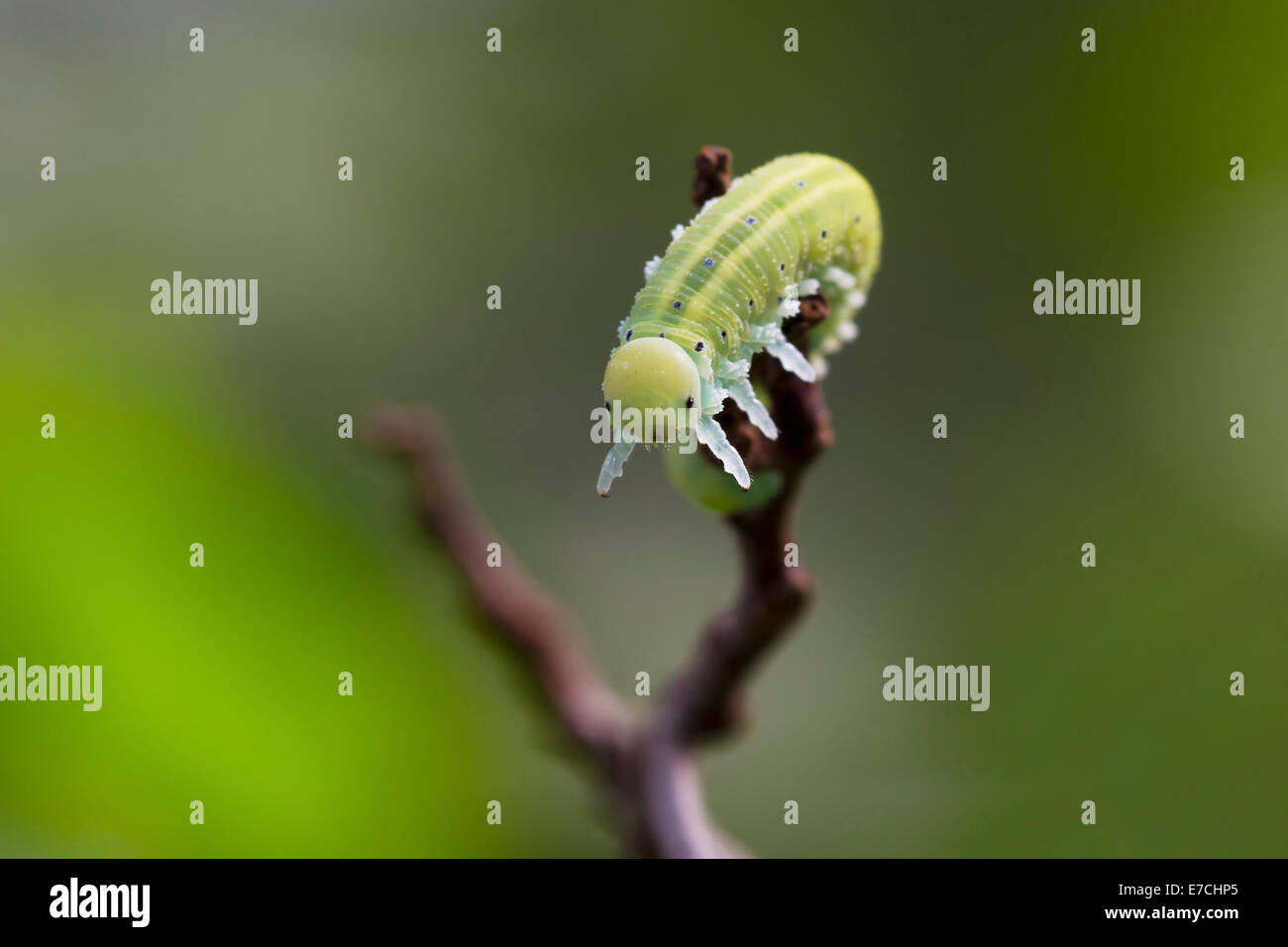 Gelber raupe Stockfotos und -bilder Kaufen - Alamy