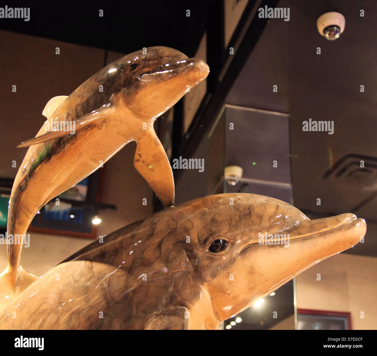 Baby delfin -Fotos und -Bildmaterial in hoher Auflösung – Alamy