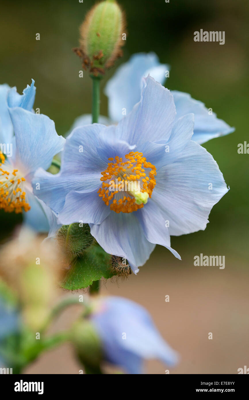 Blauer mohn baileyi -Fotos und -Bildmaterial in hoher Auflösung – Alamy