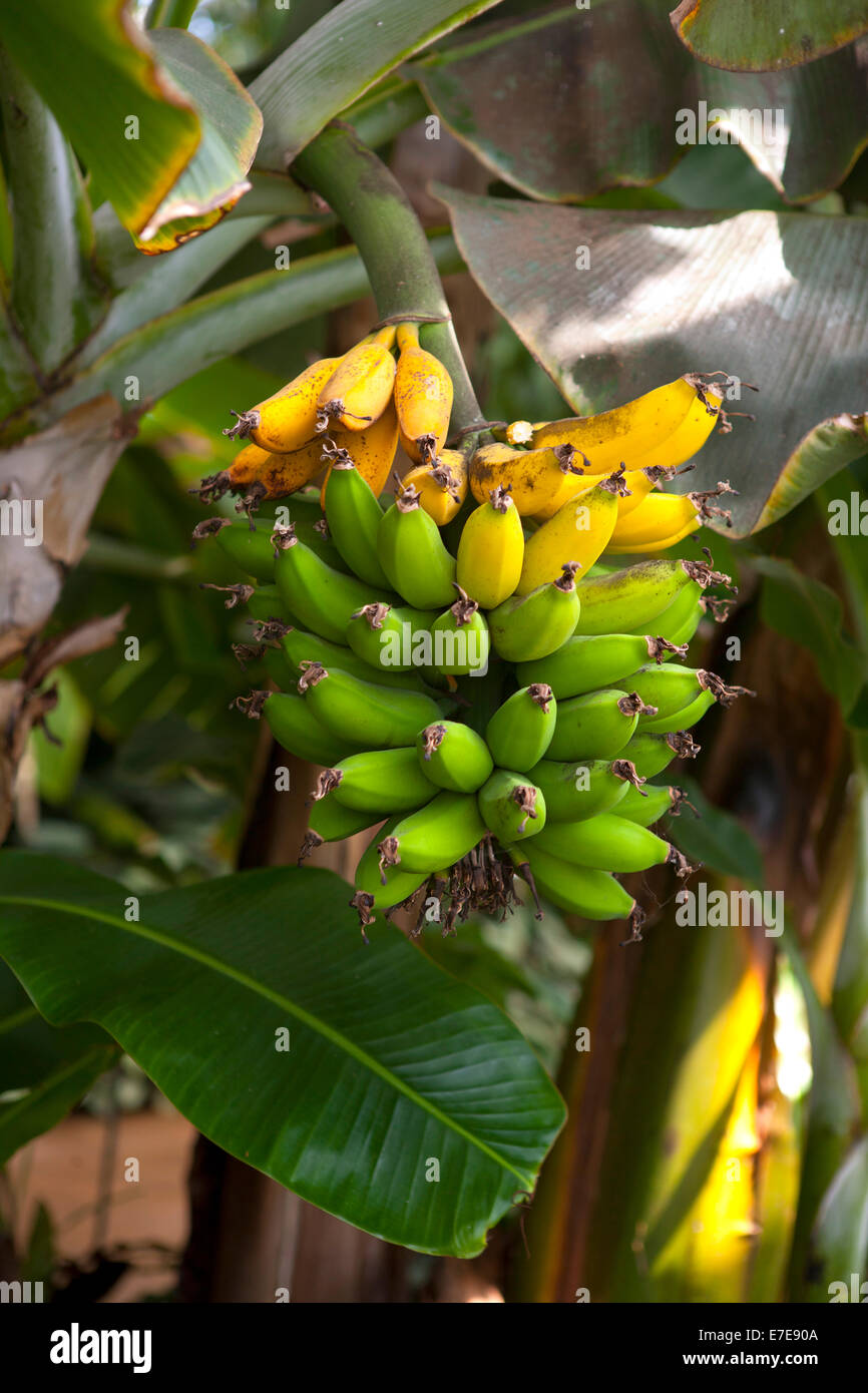 Musa Acuminata "Dwarf Cavendish Stockfotografie - Alamy