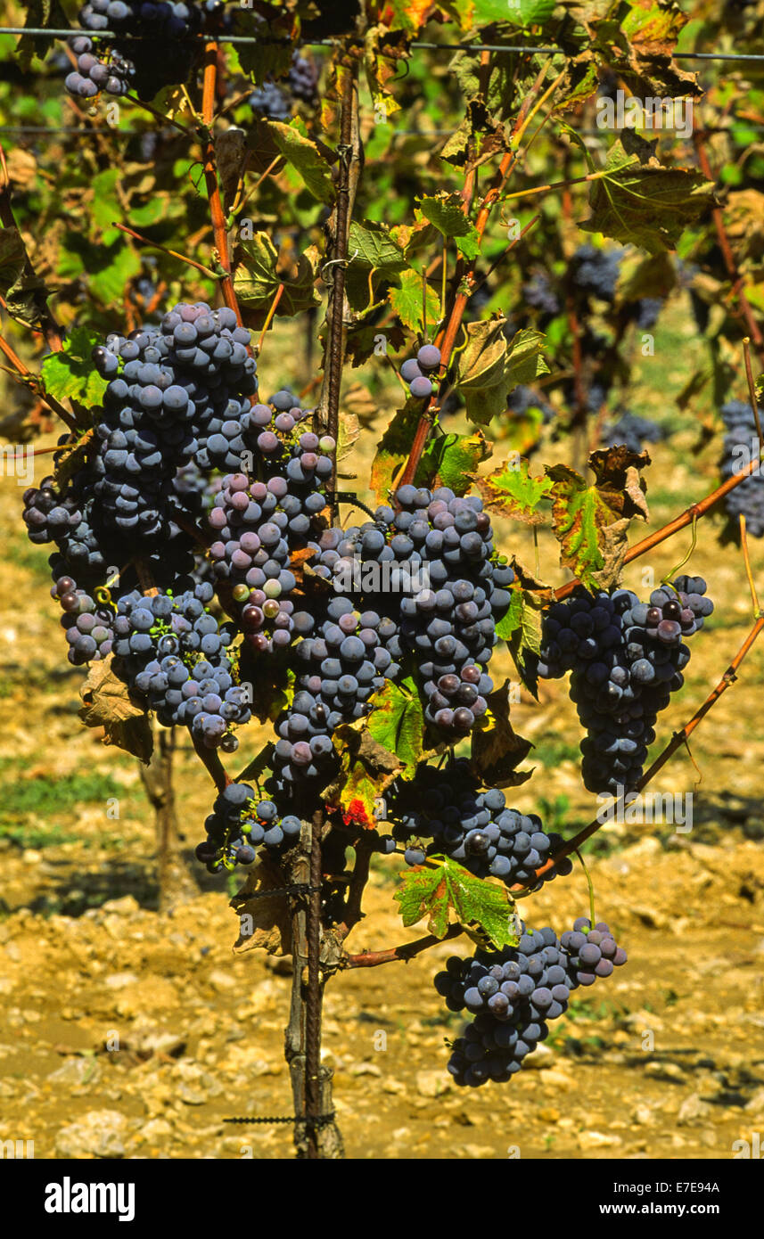 Haufen schwarze traube -Fotos und -Bildmaterial in hoher Auflösung – Alamy