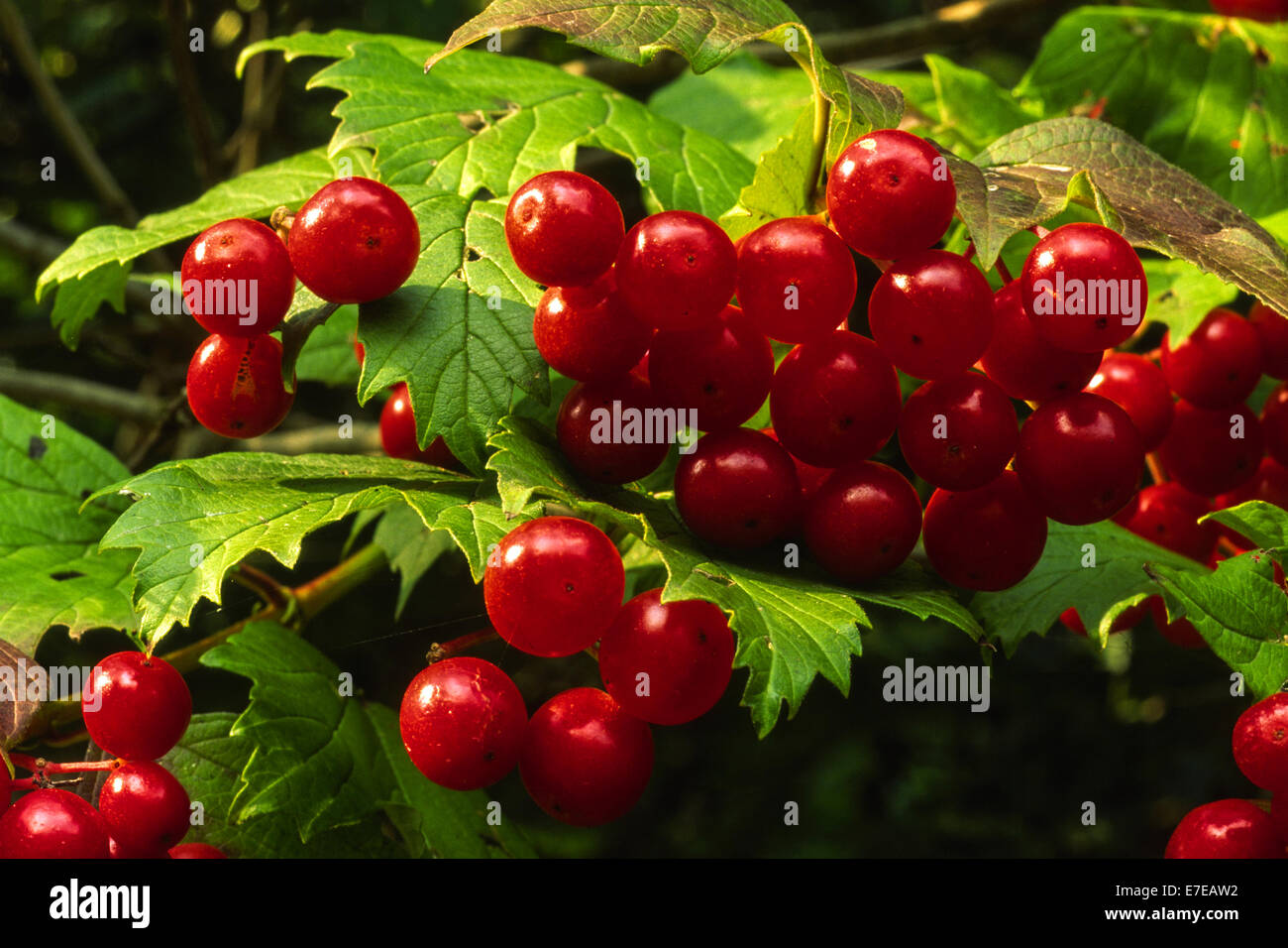 Hedgerow fruit -Fotos und -Bildmaterial in hoher Auflösung – Alamy
