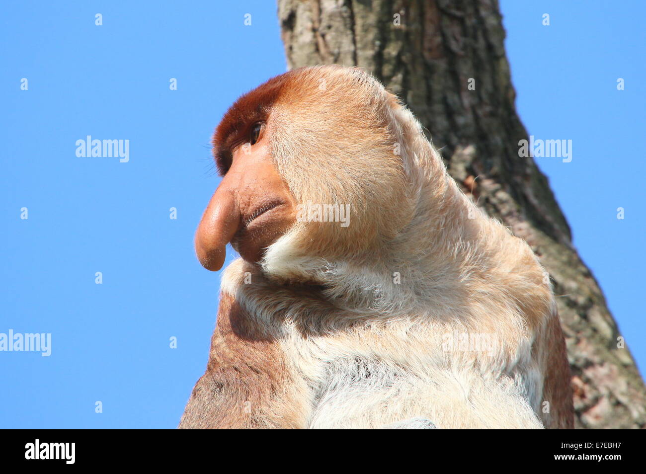 Head turned sideways -Fotos und -Bildmaterial in hoher Auflösung – Alamy