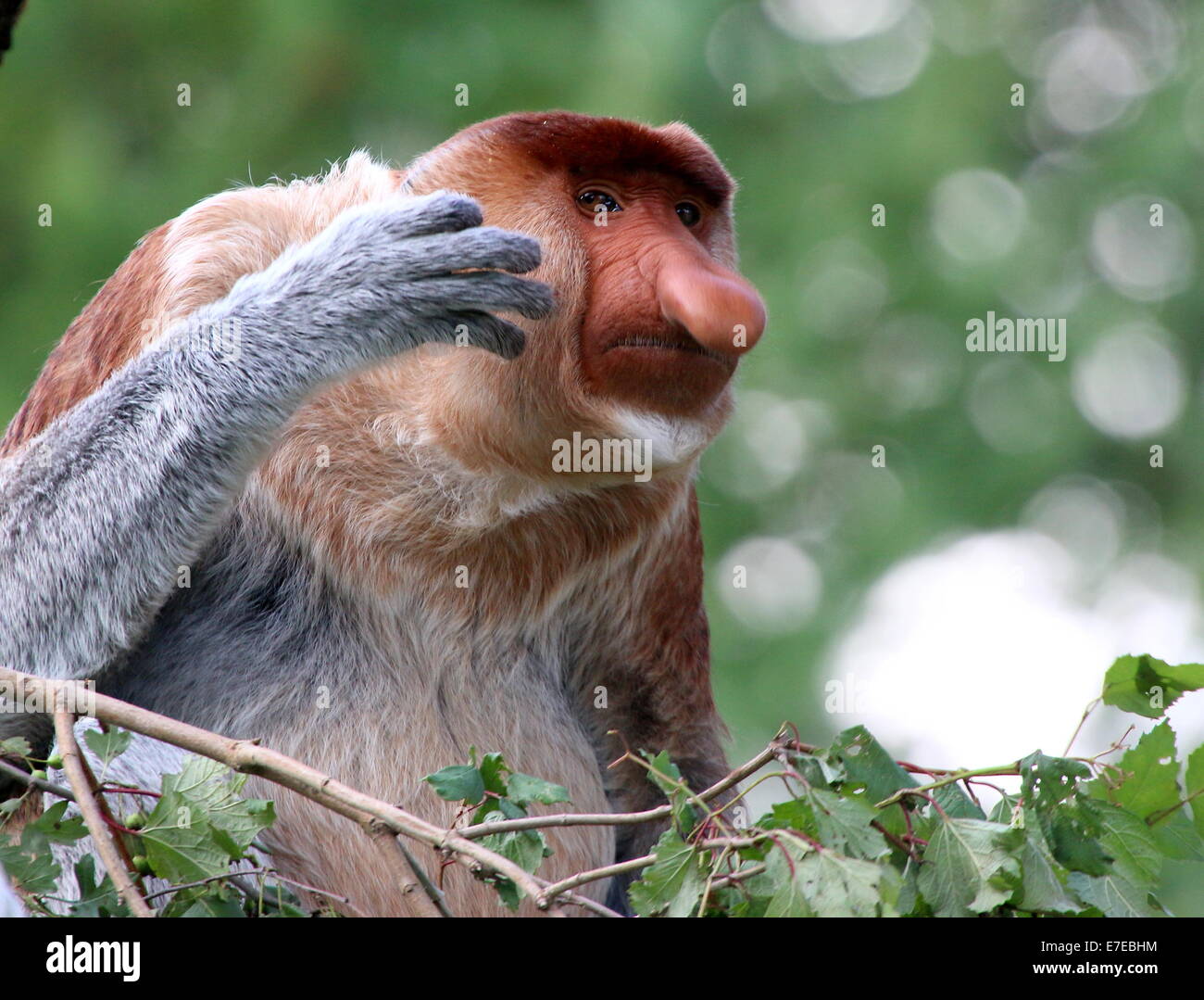 Affe kratzte sich am kopf -Fotos und -Bildmaterial in hoher Auflösung ...