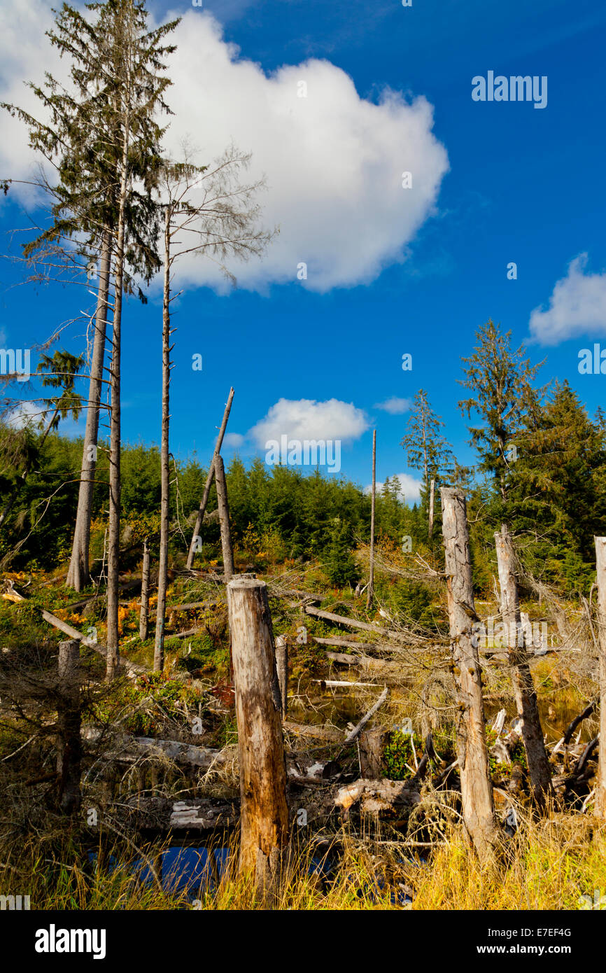 Washington usa state deforestation -Fotos und -Bildmaterial in hoher ...