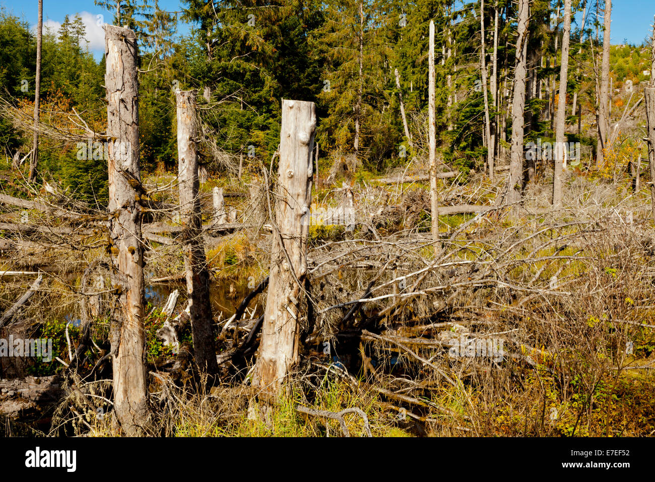 Washington usa state deforestation -Fotos und -Bildmaterial in hoher ...