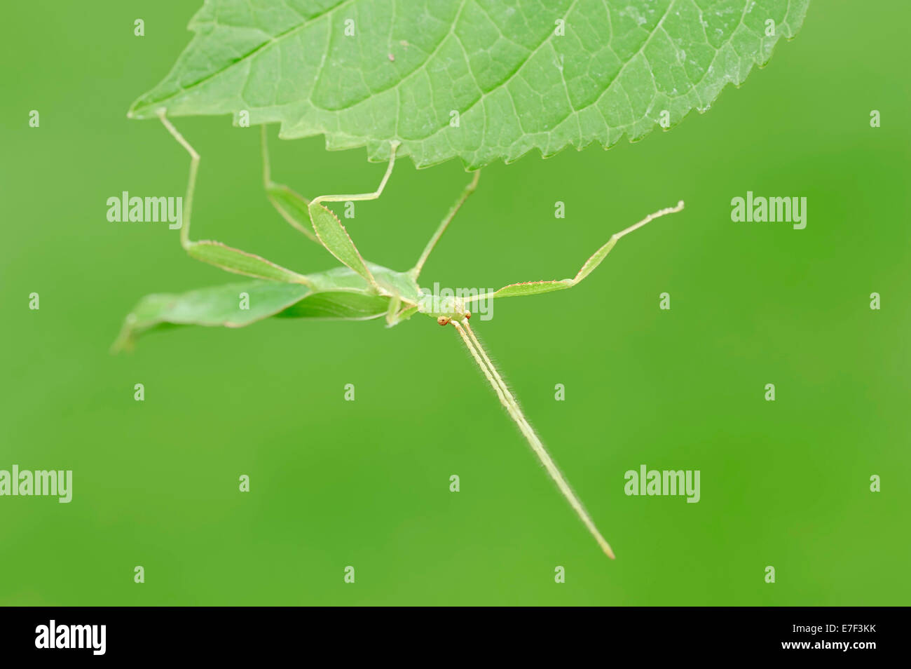 Phyllium siccifolium -Fotos und -Bildmaterial in hoher Auflösung – Alamy