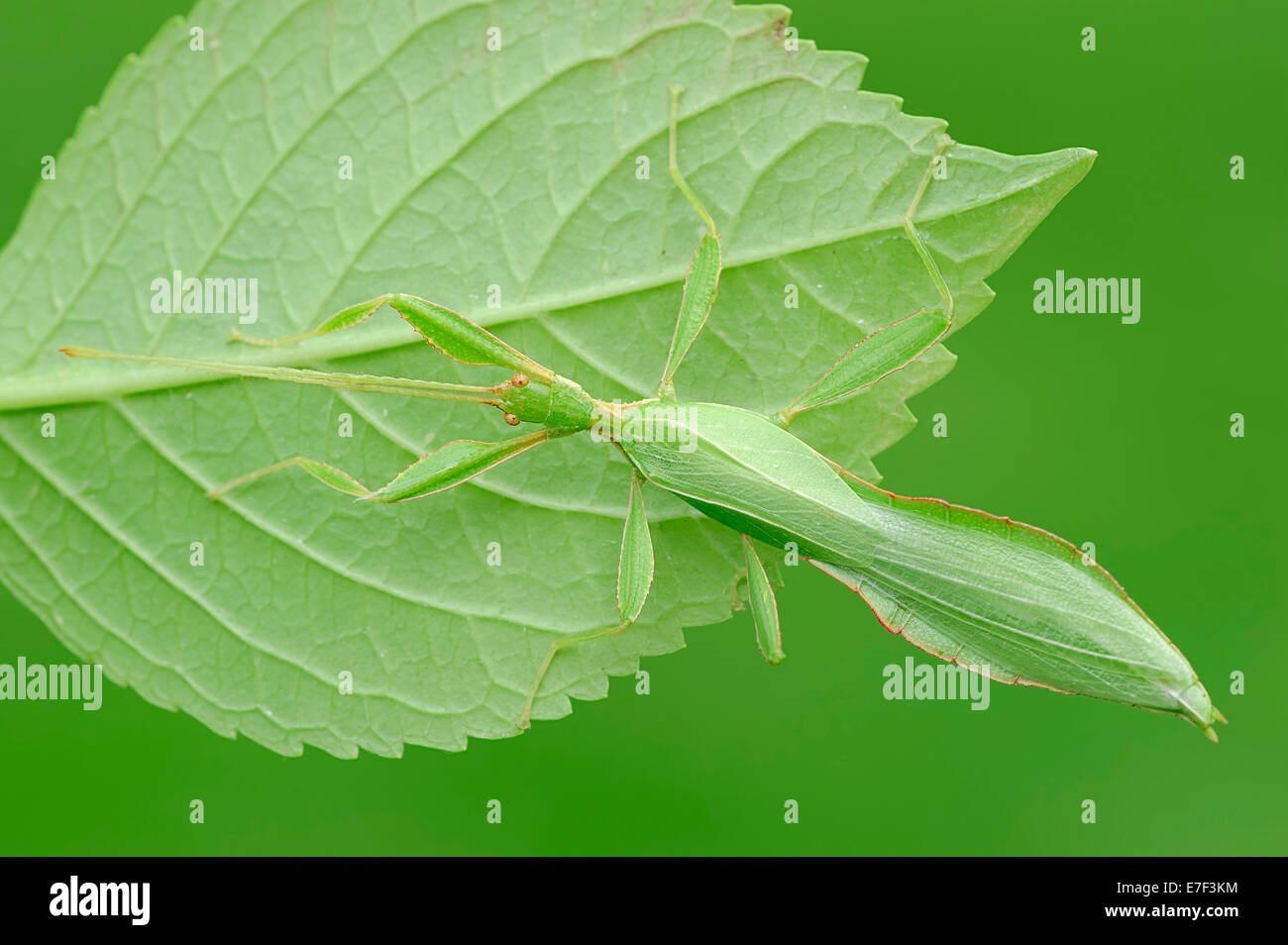 Blatt Insekt (Phyllium Philippinicum, Phyllium Siccifolium), Männlich ...