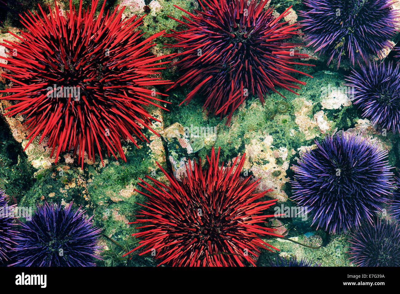 Kap seeigel -Fotos und -Bildmaterial in hoher Auflösung – Alamy
