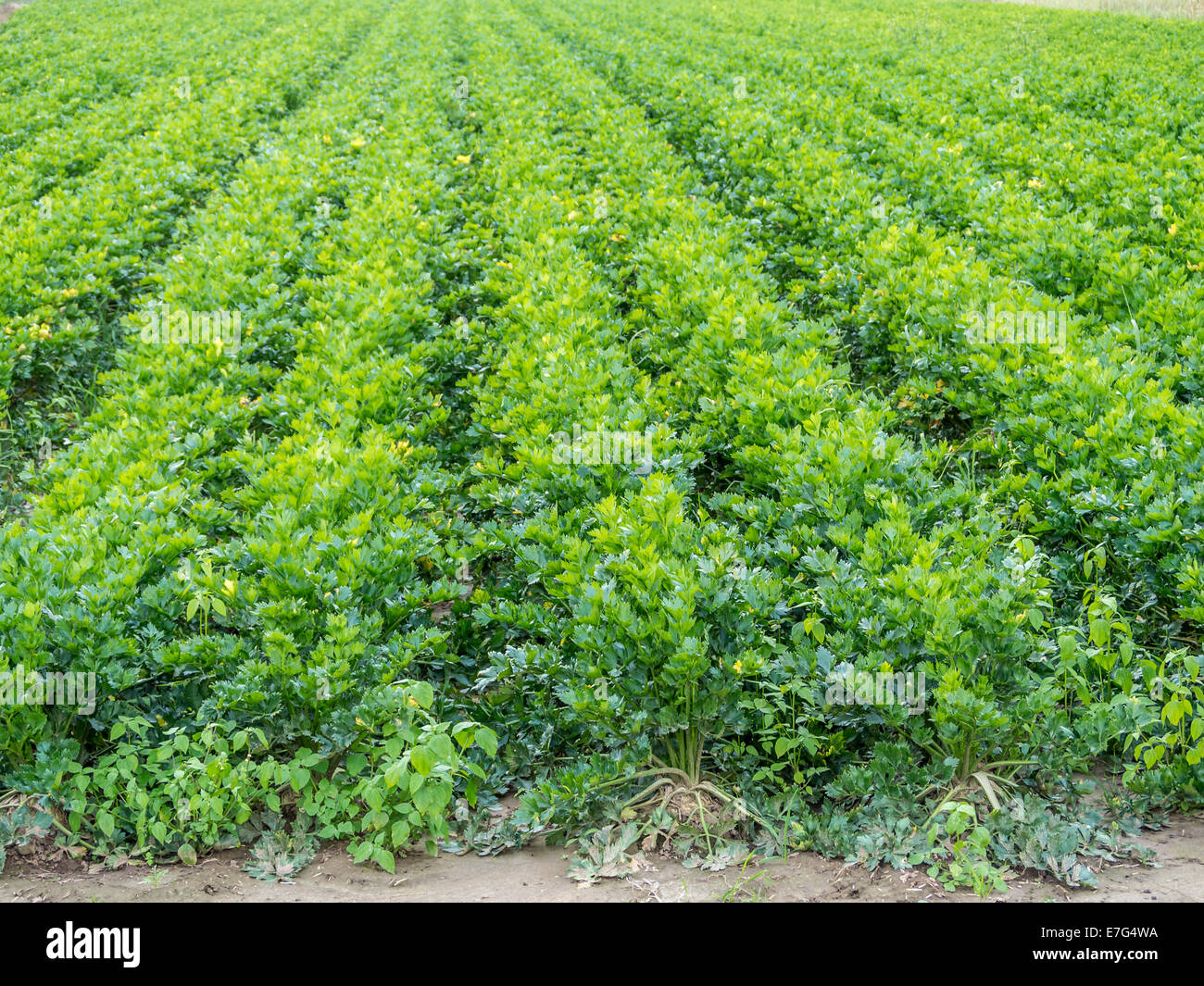 Sellerie feld -Fotos und -Bildmaterial in hoher Auflösung – Alamy