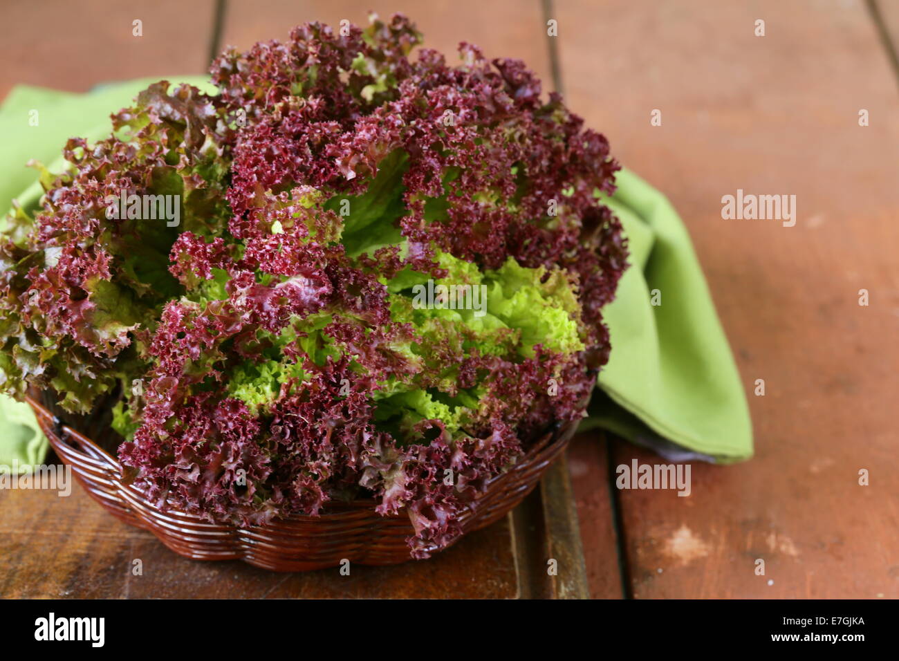 Roher lollo rosso salat -Fotos und -Bildmaterial in hoher Auflösung – Alamy