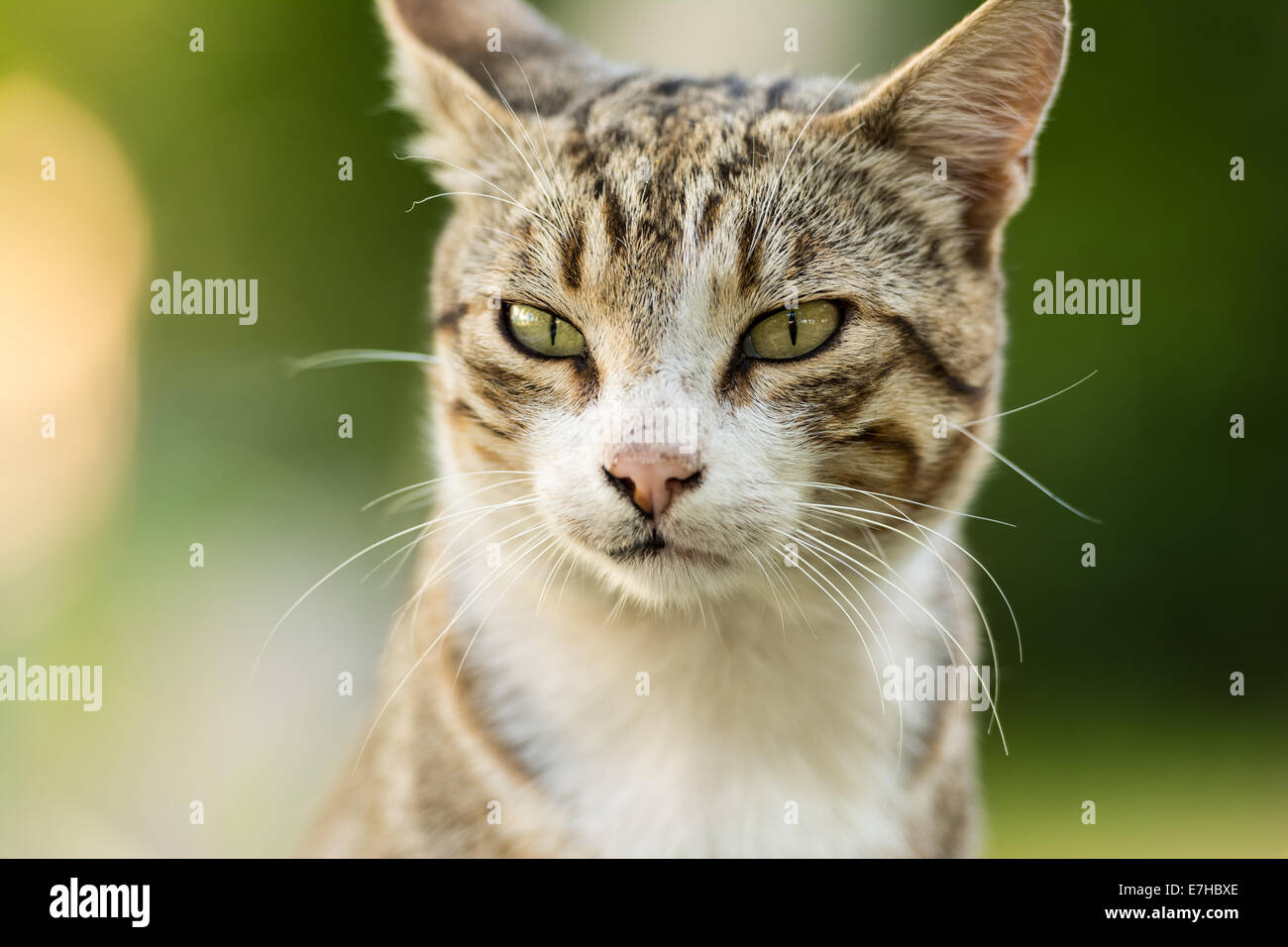 Profil katze -Fotos und -Bildmaterial in hoher Auflösung – Alamy