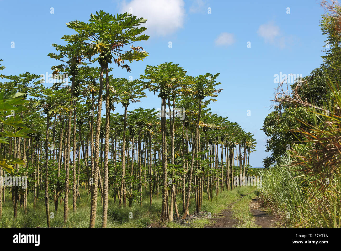 Tropischer wachsender baum der papaya frucht -Fotos und -Bildmaterial ...