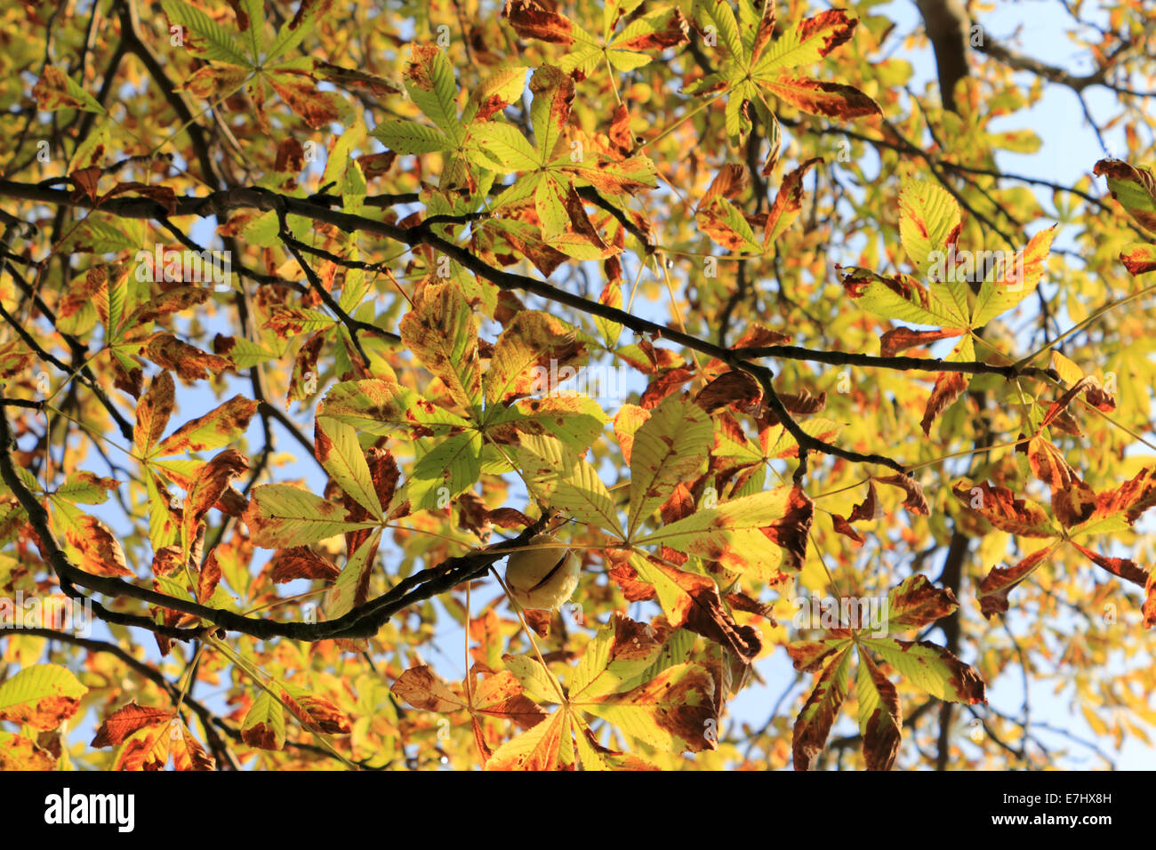 Bushy Park, SW-London, England, UK. 18. September 2014. UK-Wetter. Die ...