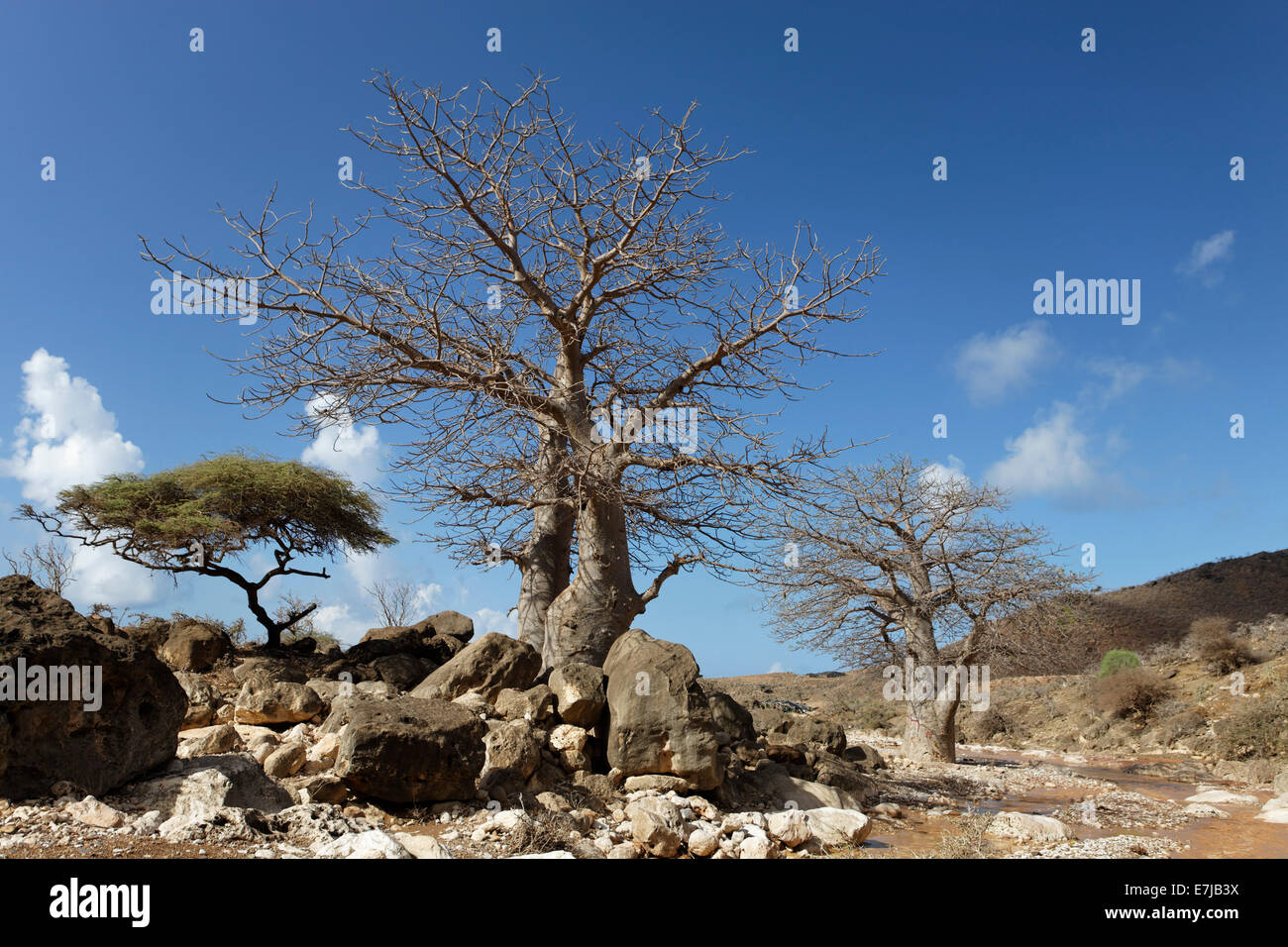 Baobabs adansonia sp -Fotos und -Bildmaterial in hoher Auflösung – Alamy