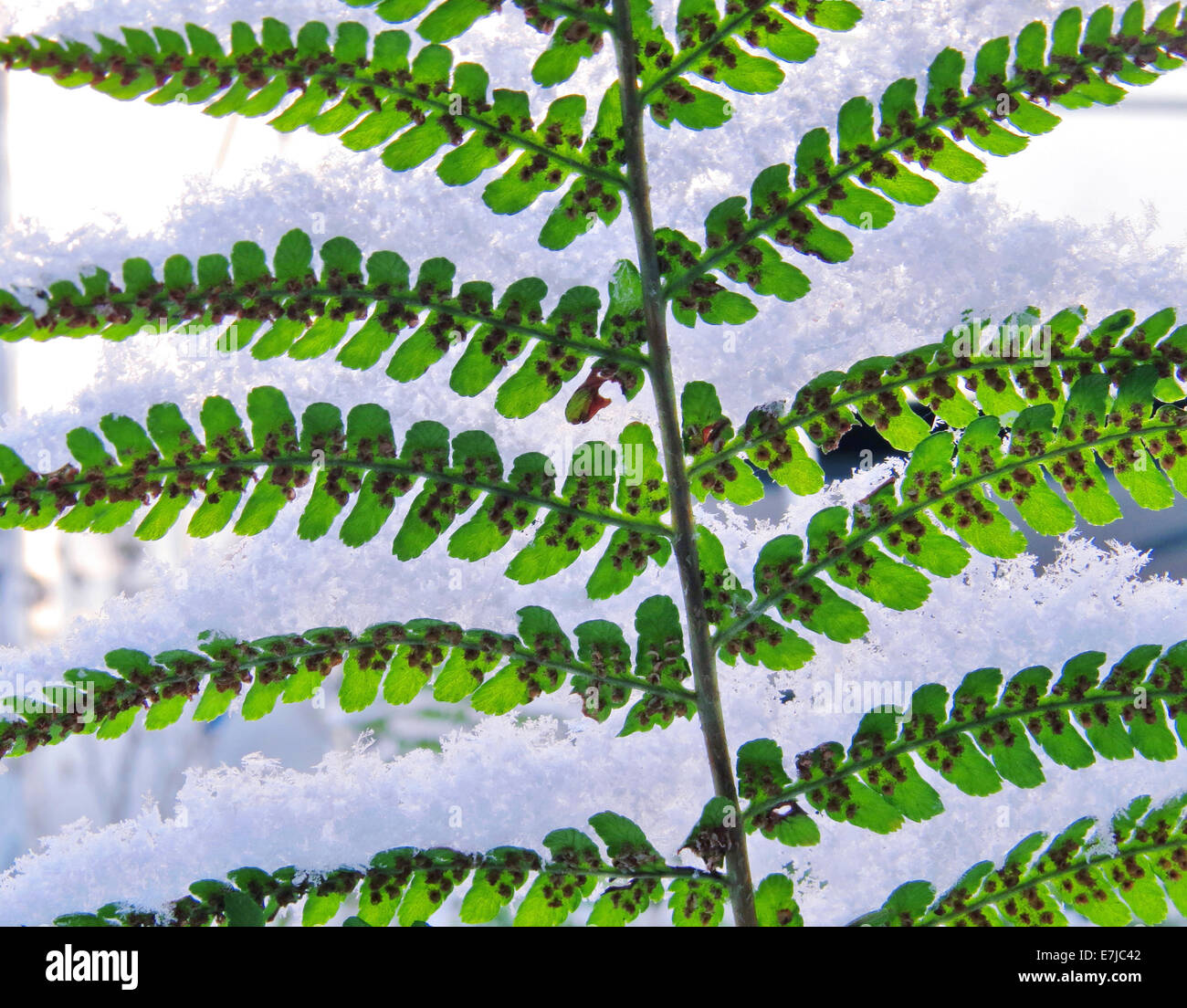 Pflanze mit sporen -Fotos und -Bildmaterial in hoher Auflösung – Alamy