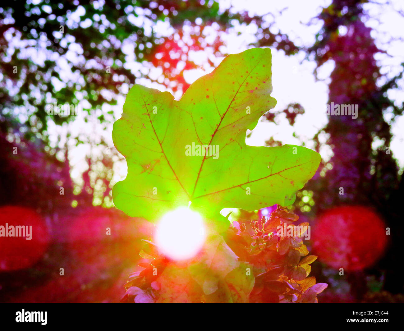 Hellgrüne pflanzen -Fotos und -Bildmaterial in hoher Auflösung – Alamy