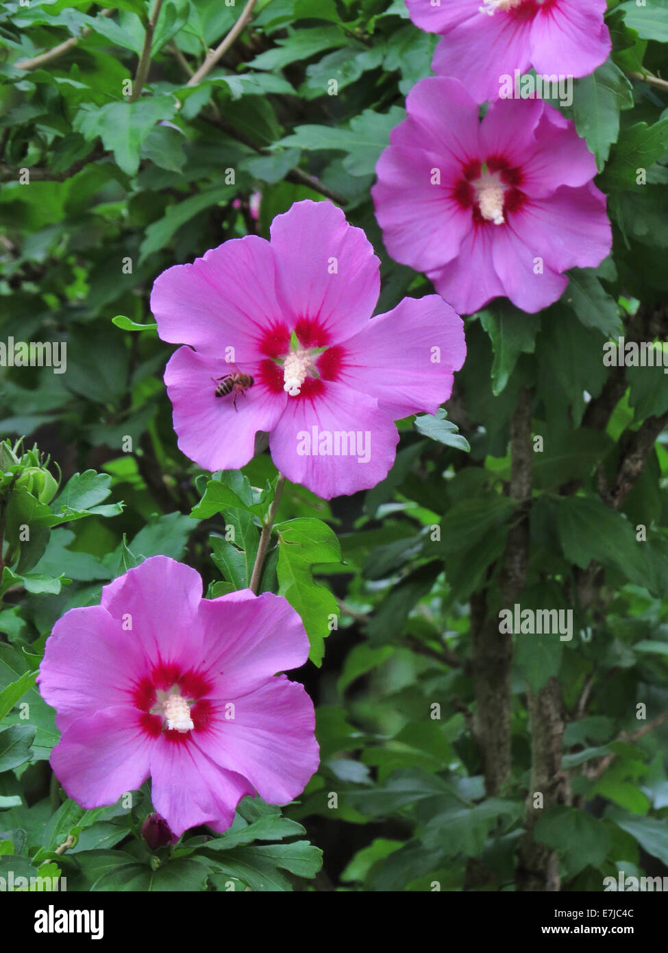 Pflanzen strauch -Fotos und -Bildmaterial in hoher Auflösung – Alamy