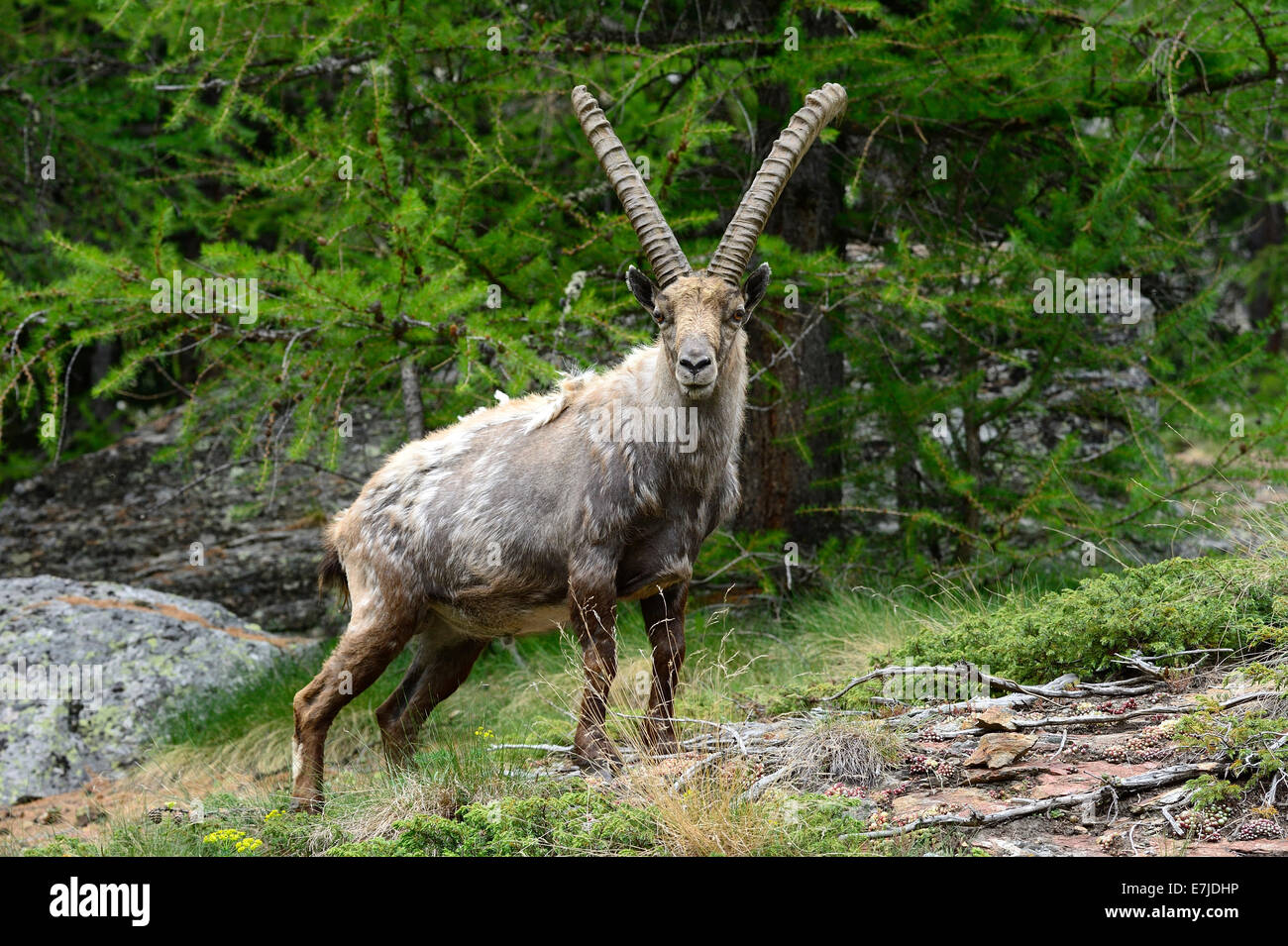 Rogen steinbock -Fotos und -Bildmaterial in hoher Auflösung – Alamy