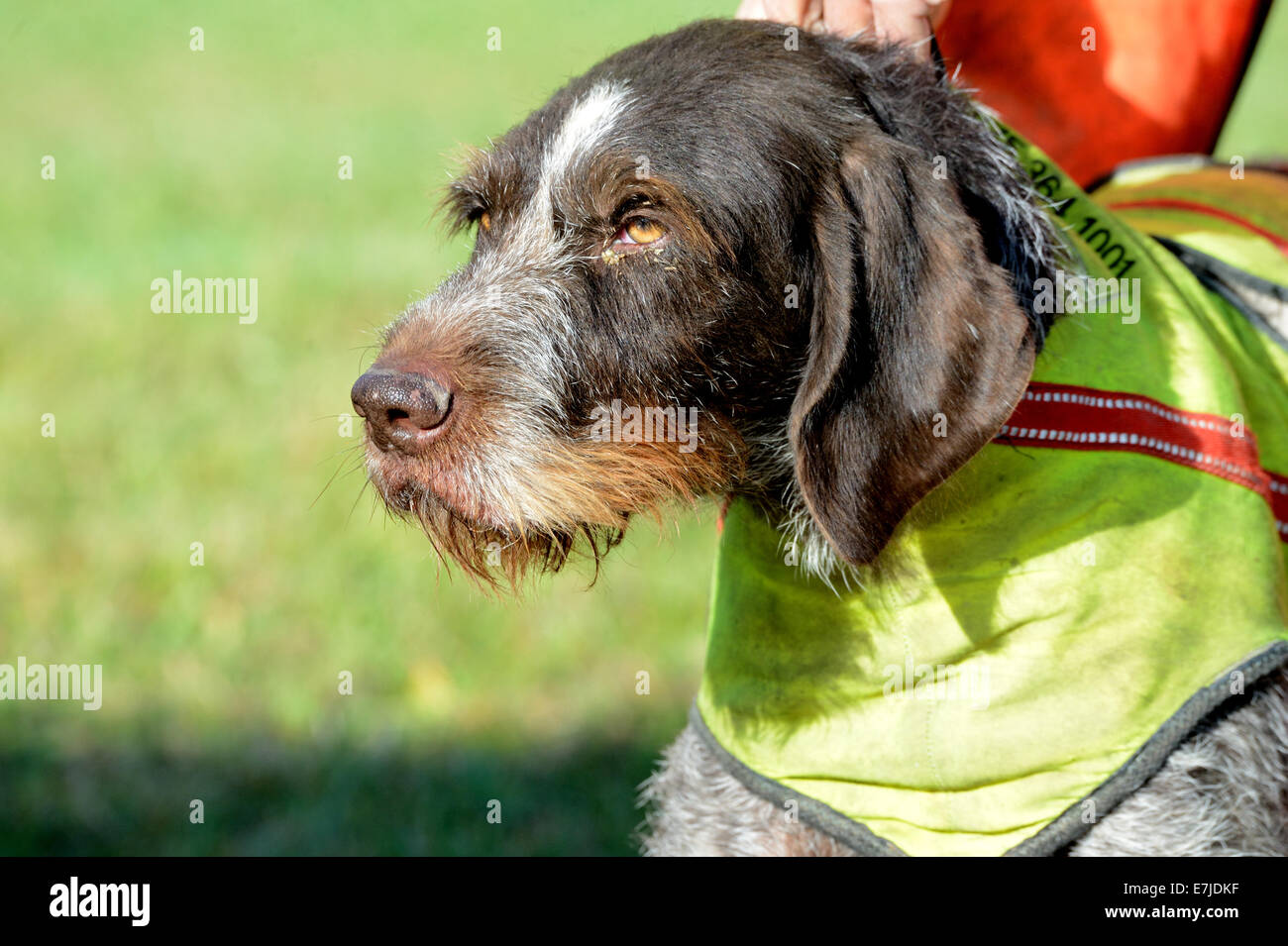 German hunting dog -Fotos und -Bildmaterial in hoher Auflösung – Alamy