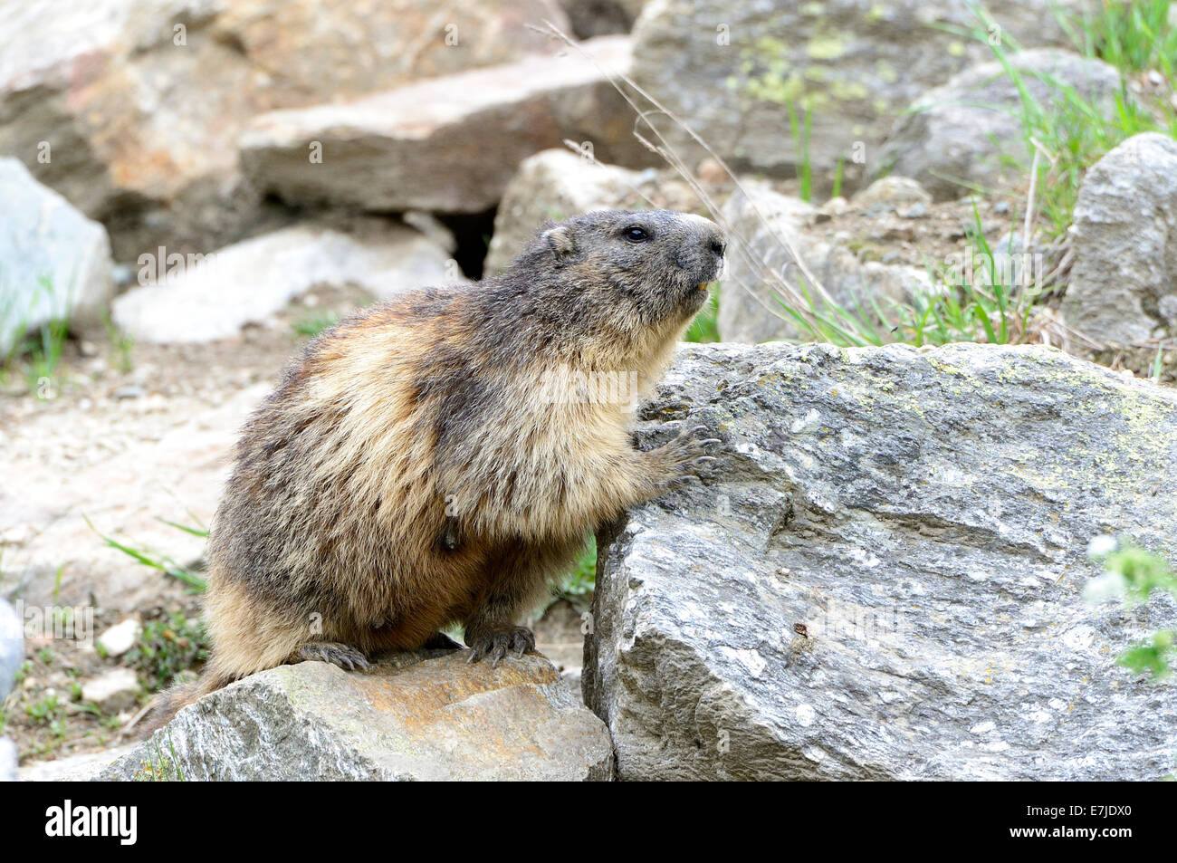 Nagetier, Tier, Alpine Murmeltier, Murmeltier, Gopher, Marmota, alpine, Deutschland, Europa ...