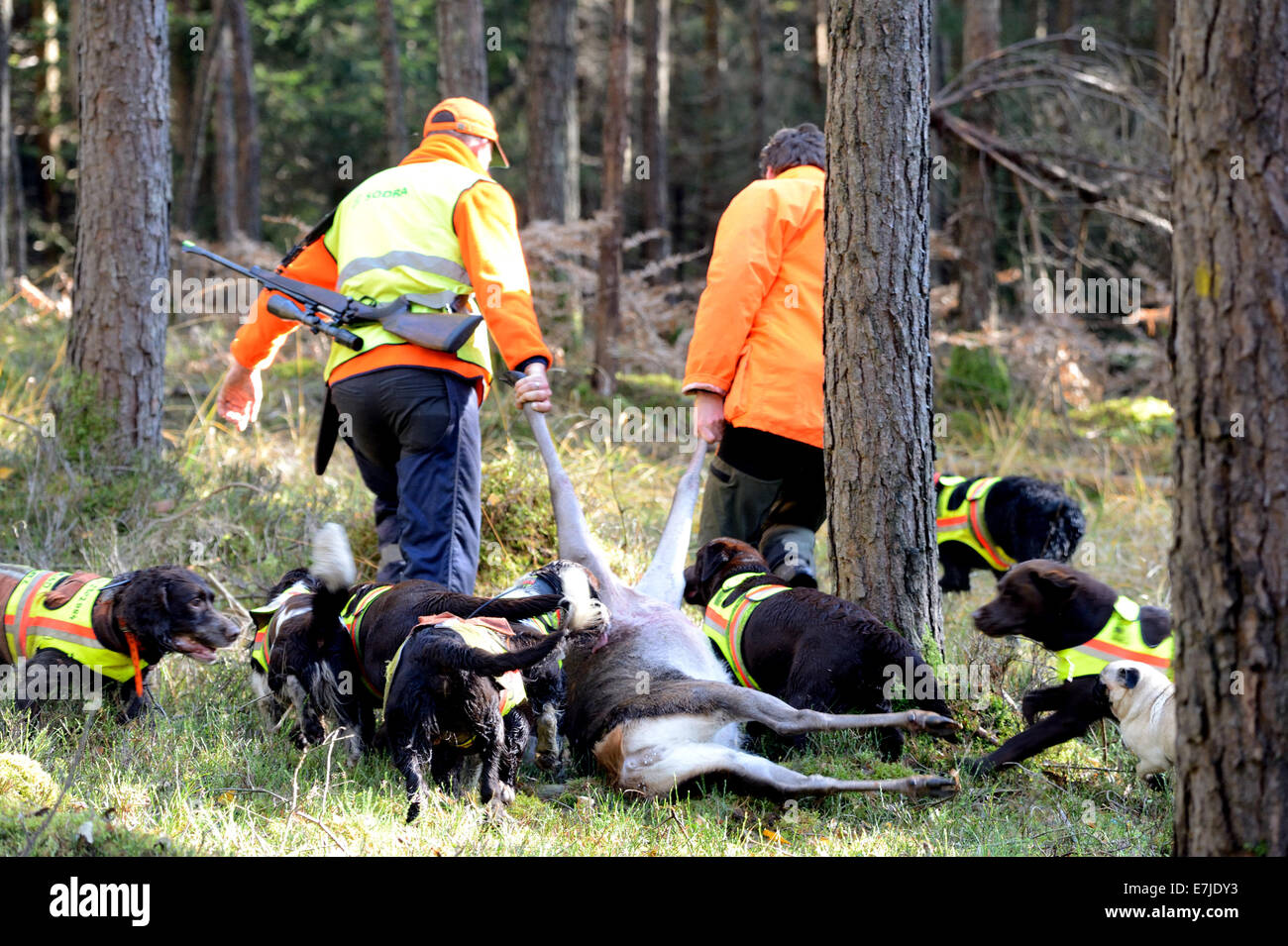 Hund jagen -Fotos und -Bildmaterial in hoher Auflösung – Alamy